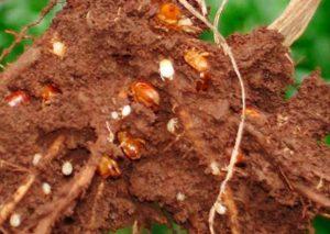 Percevejo Castanho – Biomip